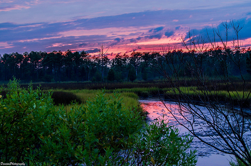 4 Can't-Miss Activities at the Great Dismal Swamp
